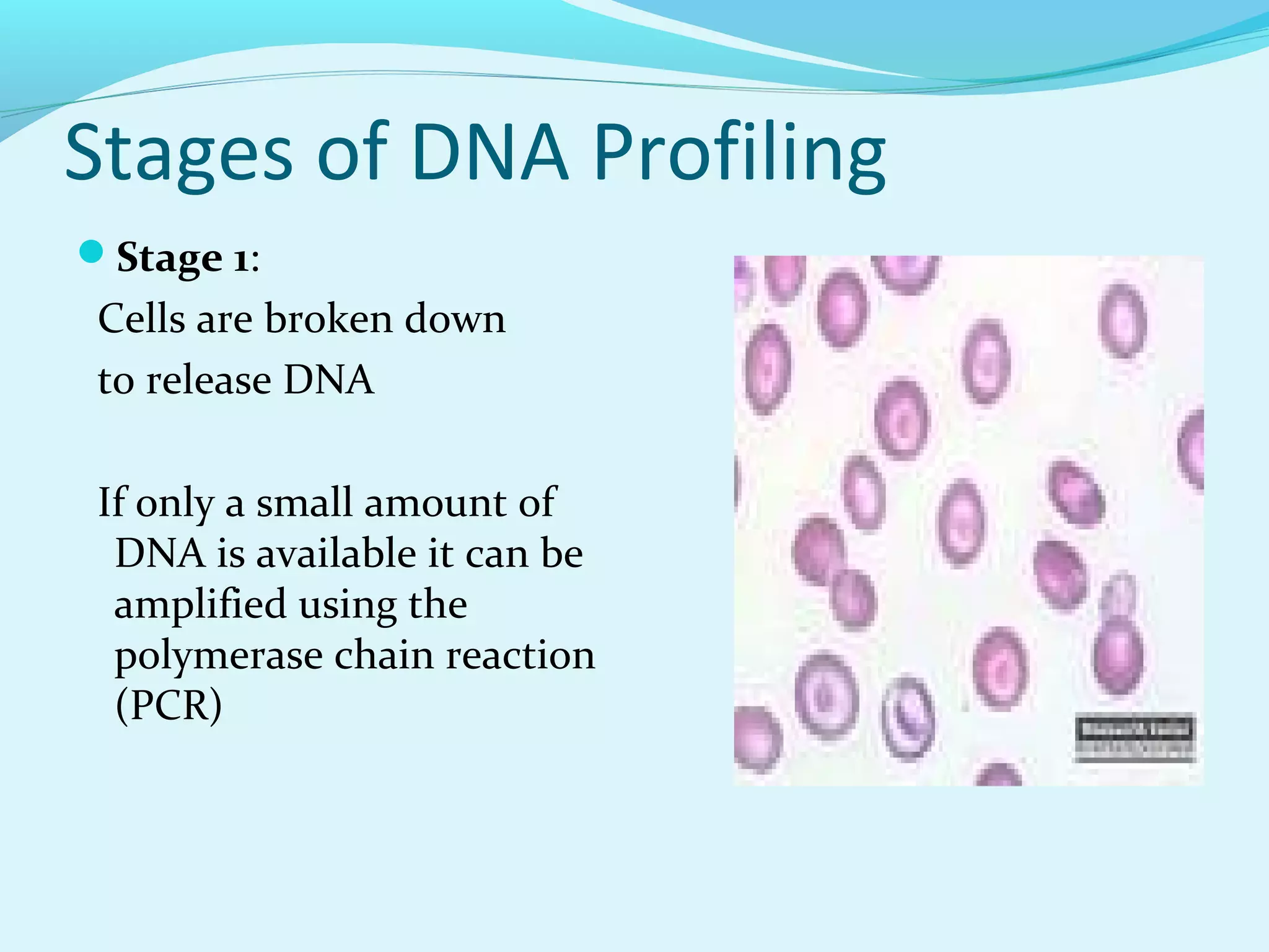 dna fingerprinting powerpoint | PPT