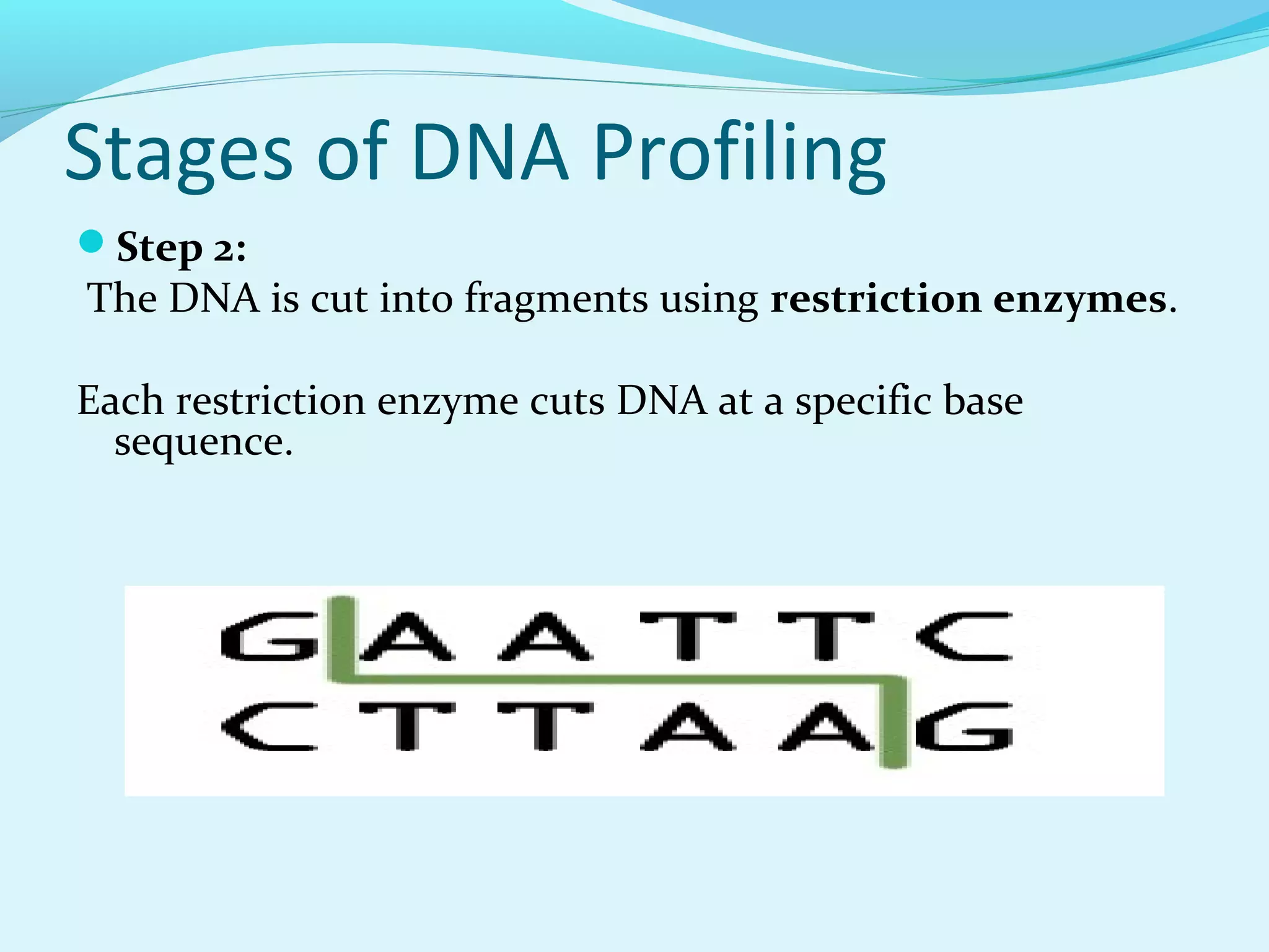 dna fingerprinting powerpoint | PPT