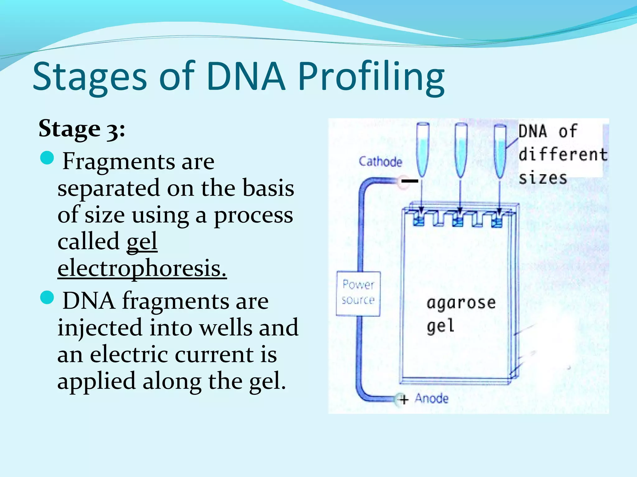 dna fingerprinting powerpoint | PPT
