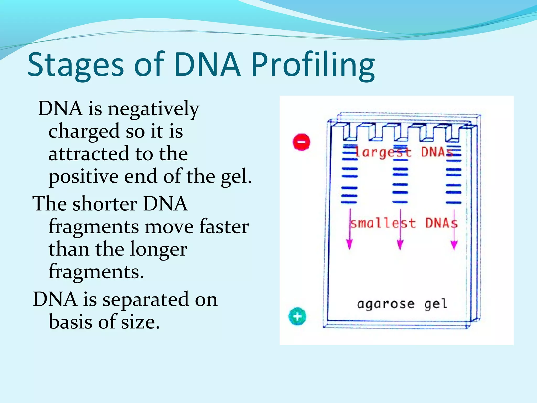 dna fingerprinting powerpoint | PPT