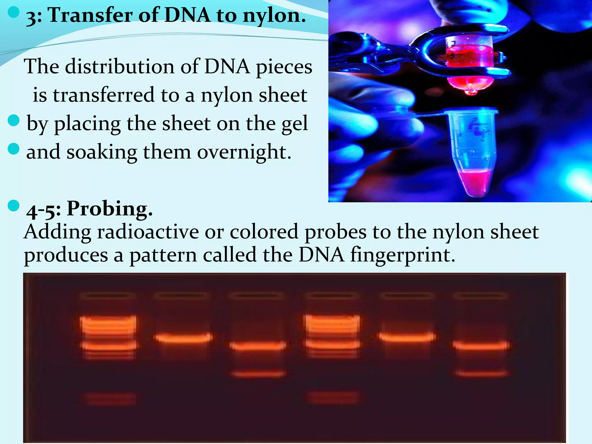 dna fingerprinting powerpoint | PPT | Genetics | Science