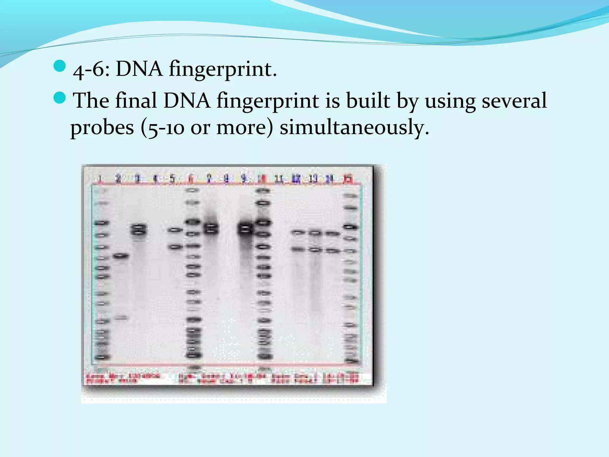 dna fingerprinting powerpoint | PPT | Genetics | Science