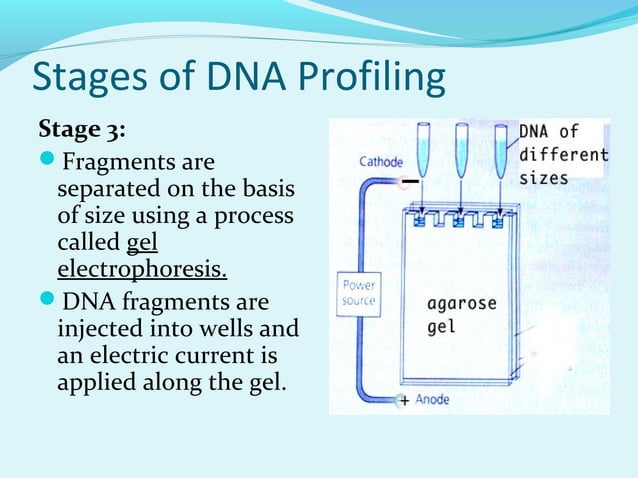 dna fingerprinting powerpoint | PPT | Genetics | Science
