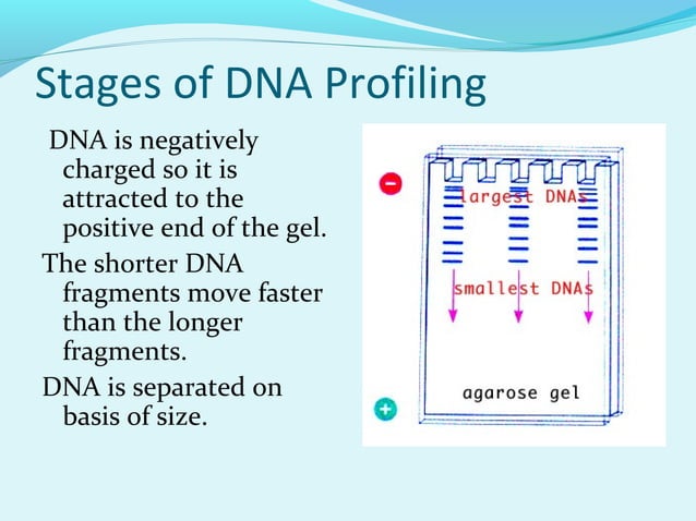 dna fingerprinting powerpoint | PPT | Genetics | Science
