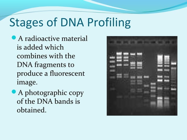 dna fingerprinting powerpoint | PPT | Genetics | Science