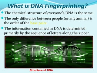 dna fingerprinting powerpoint | PPT