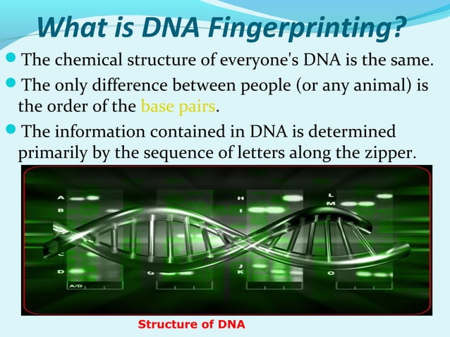 dna fingerprinting powerpoint | PPT | Genetics | Science