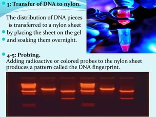 dna fingerprinting powerpoint | PPT