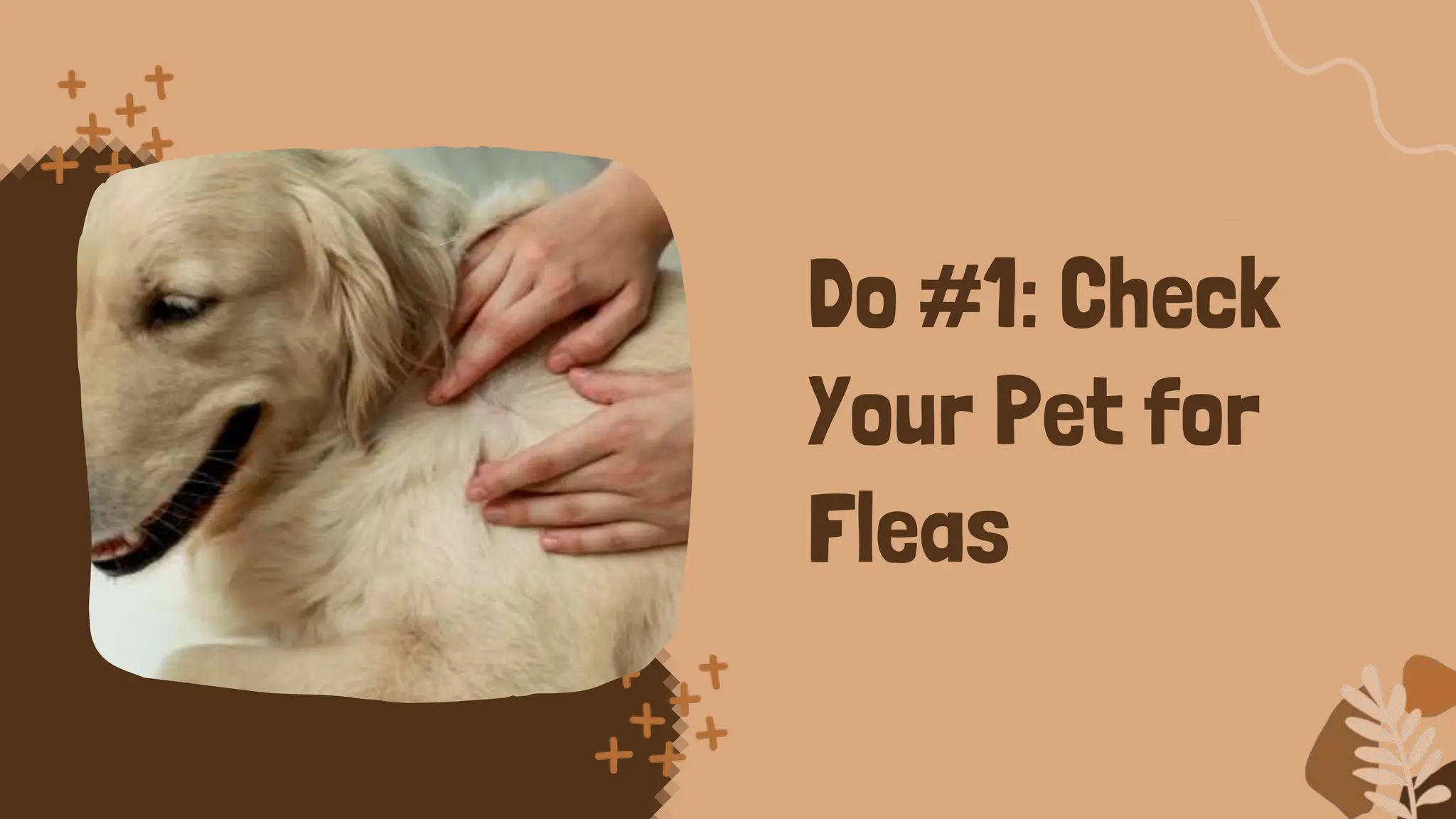 5 Do’s and Don’ts of Flea Control for Your Furry Friend | PPT