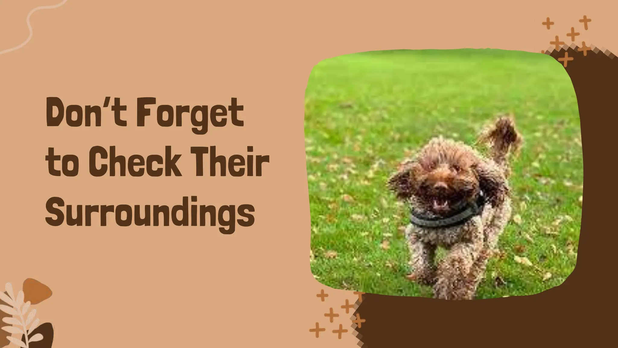 5 Do’s and Don’ts of Flea Control for Your Furry Friend | PPT