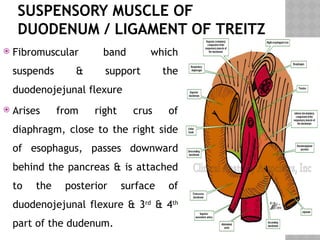 5 dudenum.pptx ppt for BAMS UG students Anantomy | PPT