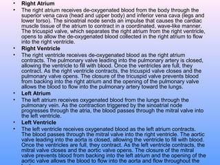 Anatomy and function of the coronary arteries | PPT