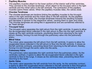 Anatomy and function of the coronary arteries | PPT