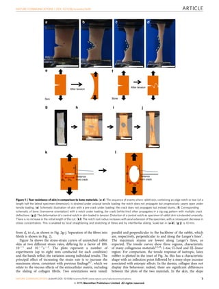 Skin | PDF | Skin and Dermatology | Diseases and Conditions