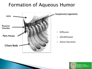 Aqueous Humor and Lymphs | PPTX