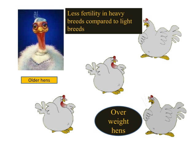 Economic traits of Broilers and layers | PPTX | Infertility ...