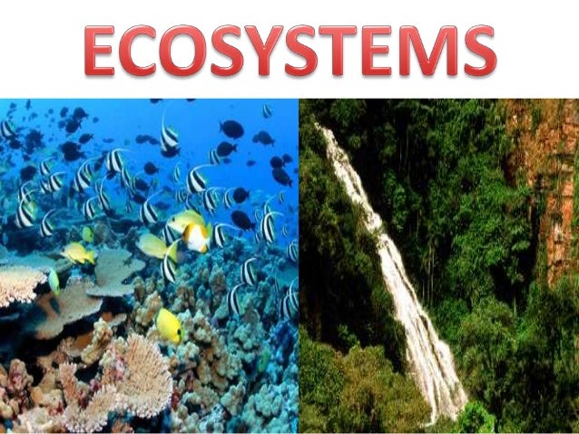 5 ecosystems (5º)