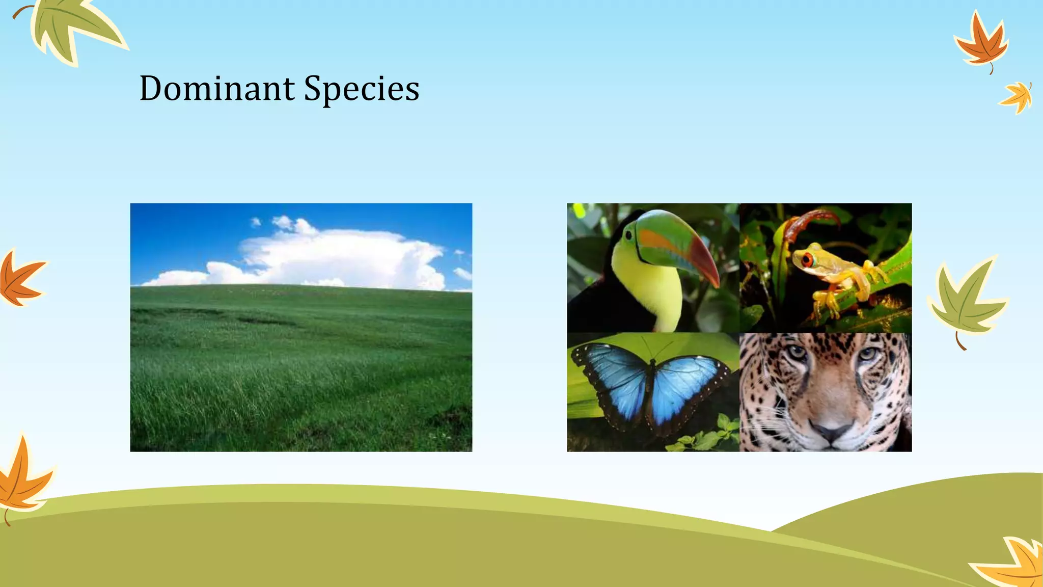 Ecosystem Structures | PPTX