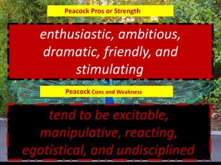 Peacock presentation slide show | PPTX