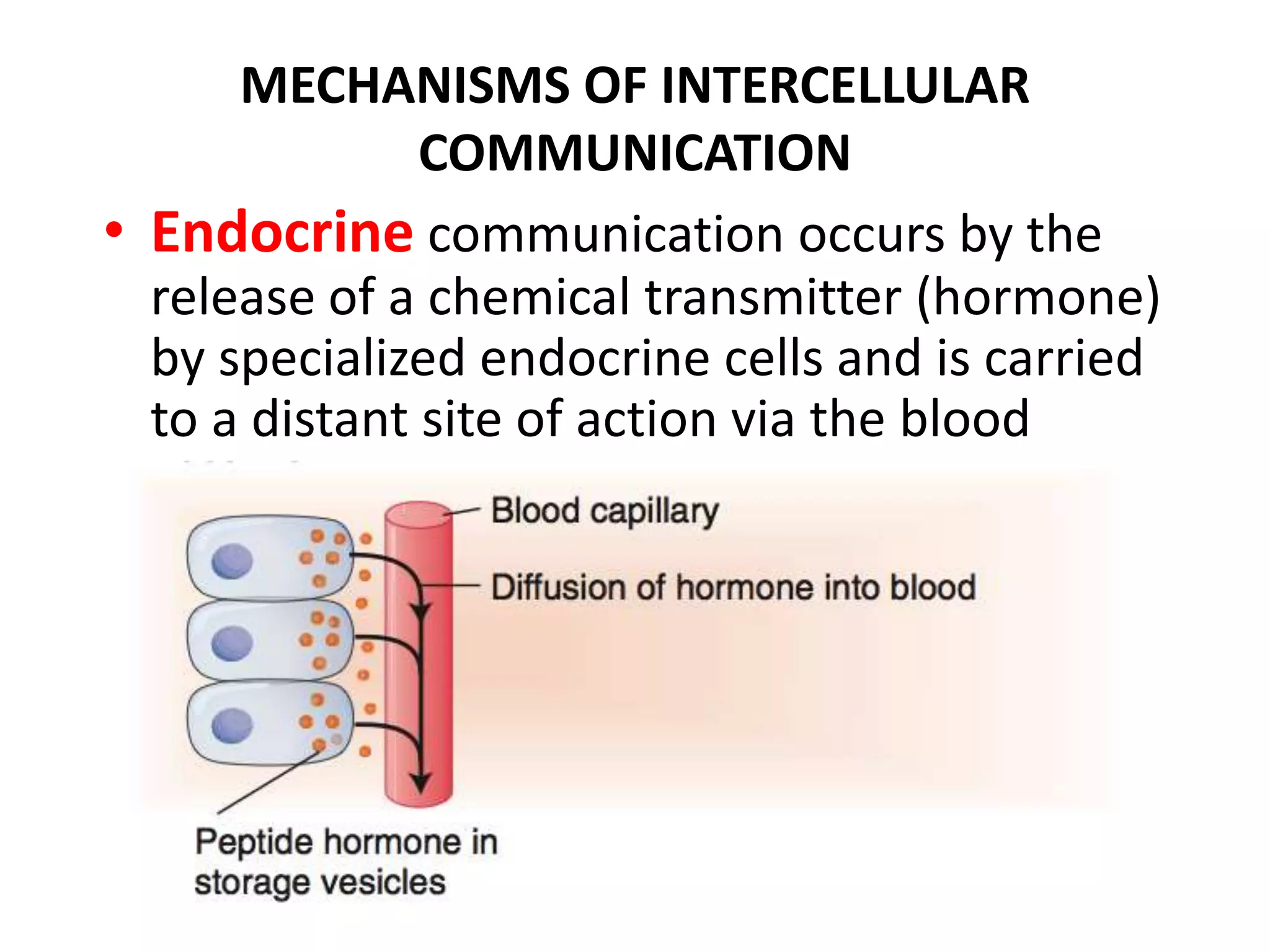endocrine system Physiology | PPTX