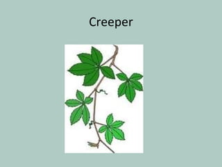 CLASS V ENGLISH FLYING TOGETHER | PPT