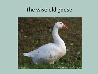 CLASS V ENGLISH FLYING TOGETHER | PPT