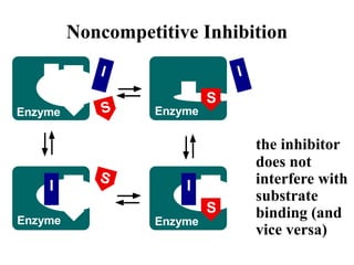 5 enzyme kinetics-inhibition.ppt