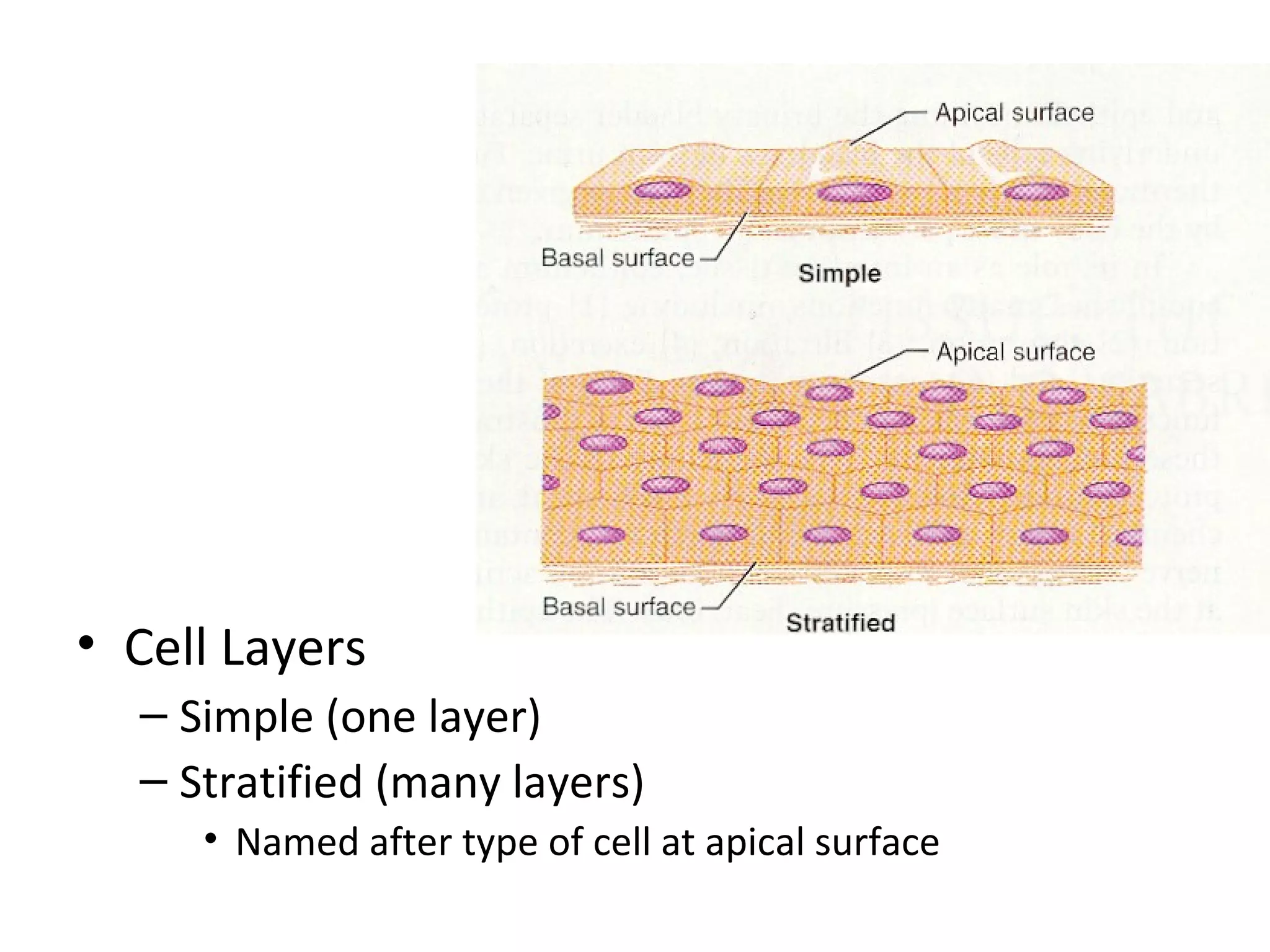 5 epithelium sp | PPT
