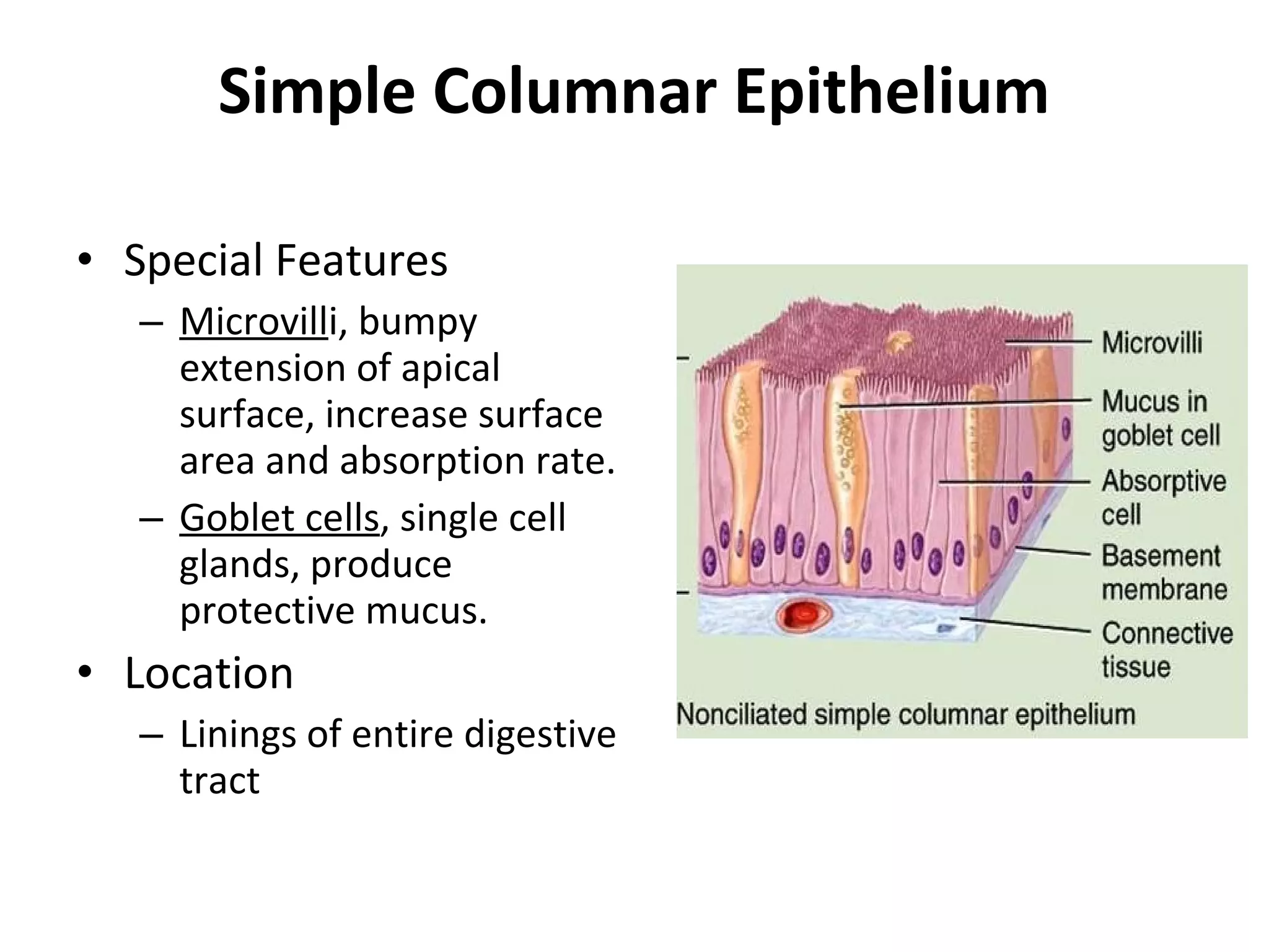 5 epithelium sp | PPT