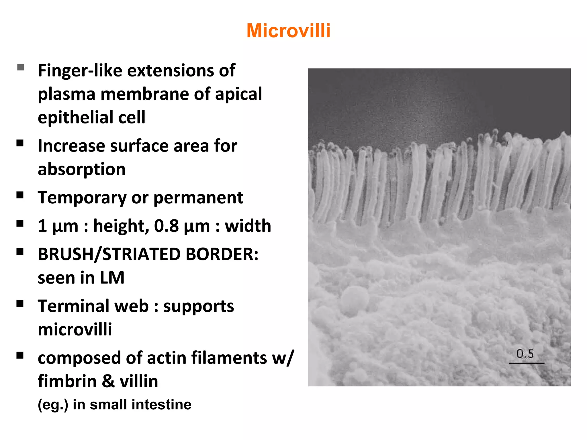 5 epithelium sp | PPT