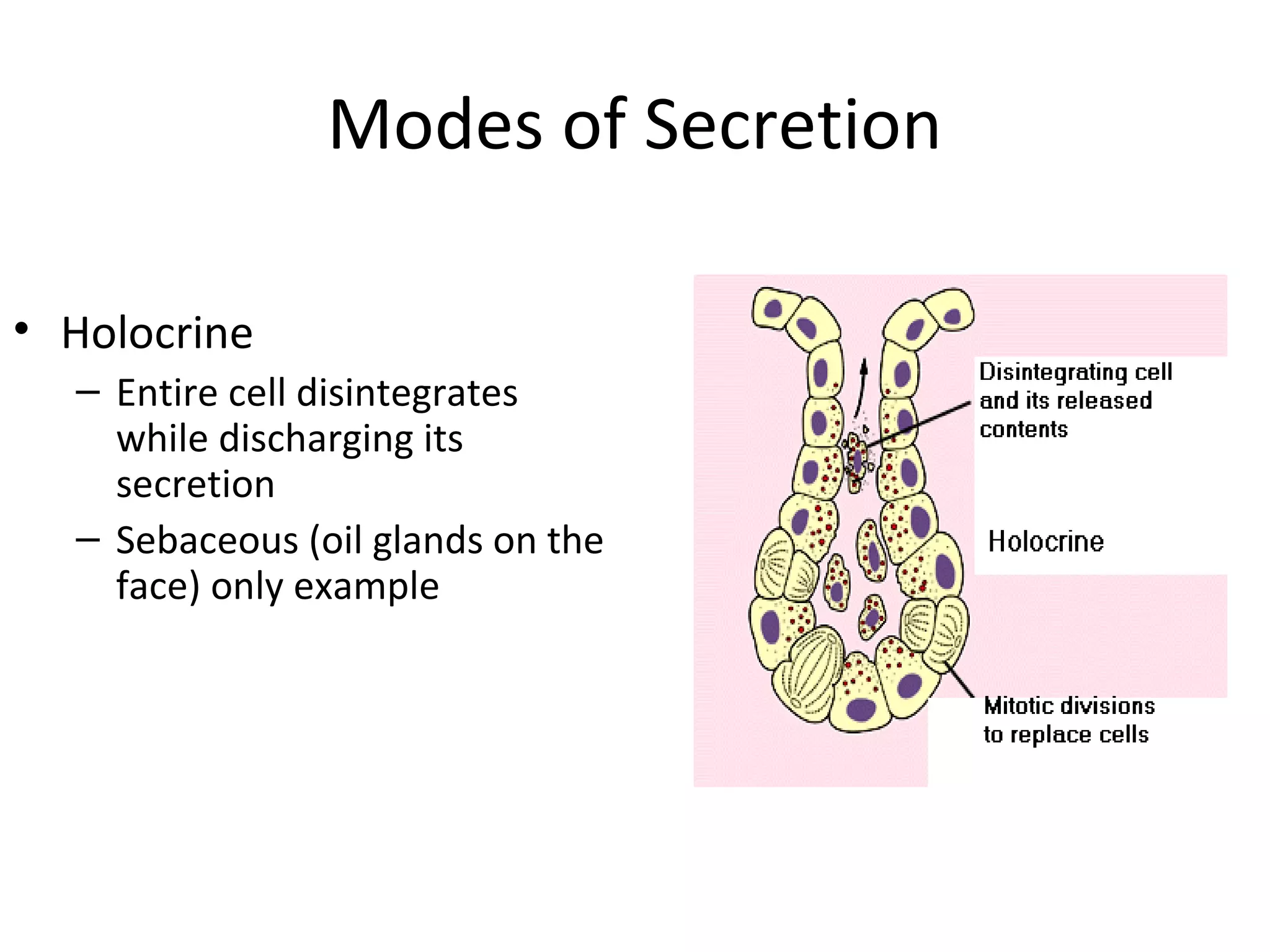 5 epithelium sp | PPT