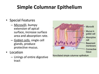 Simple Columnar Epithelium Microvilli