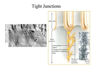 5 epithelium sp | PPT