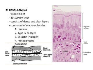 Basal Lamina Histology