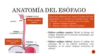 Esófago | PPTX