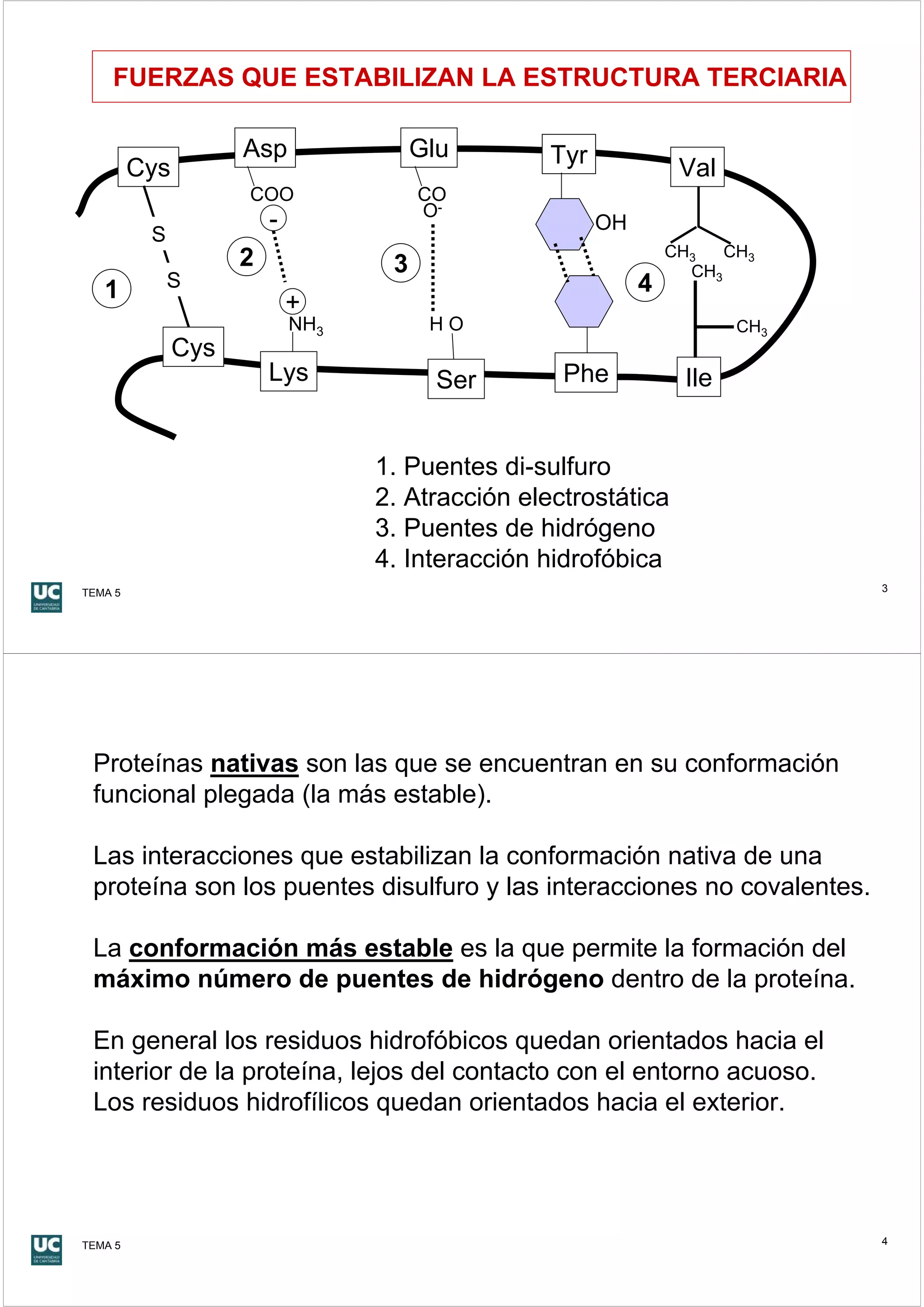 estructura secundaria ,terciaria y cuaternaria | PDF