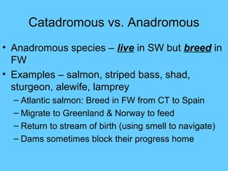5 estuarine organisms | PPT