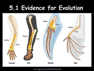 5 evolution & biodiversity syllabus statements | PPT