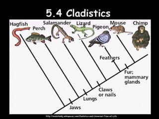 5 evolution & biodiversity syllabus statements | PPT