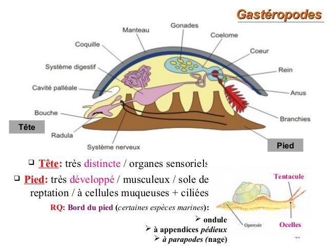 5- exposé mollusques 2