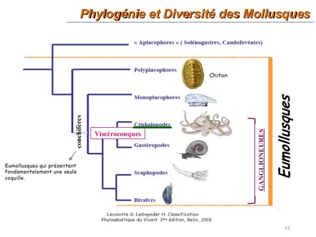 5- exposé mollusques 2