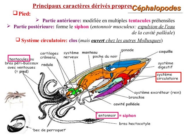 5- exposé mollusques 2