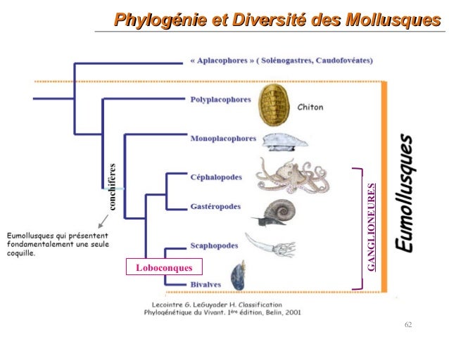 5- exposé mollusques 2