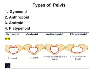 Female pelvis|| PPT | PPTX