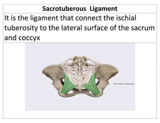 Female pelvis|| PPT | PPTX
