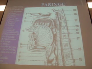 5 faringe | PPT