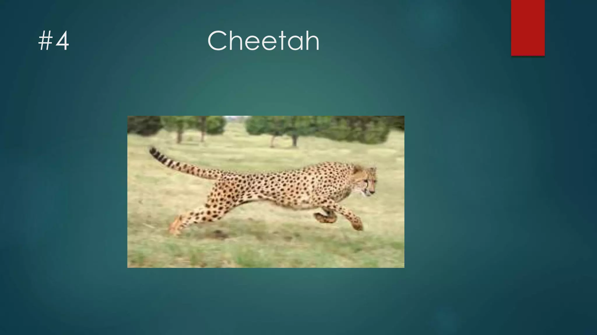 5 fastest animals | PPT