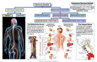 Explaining HRV using the Meridian DPA | PPT