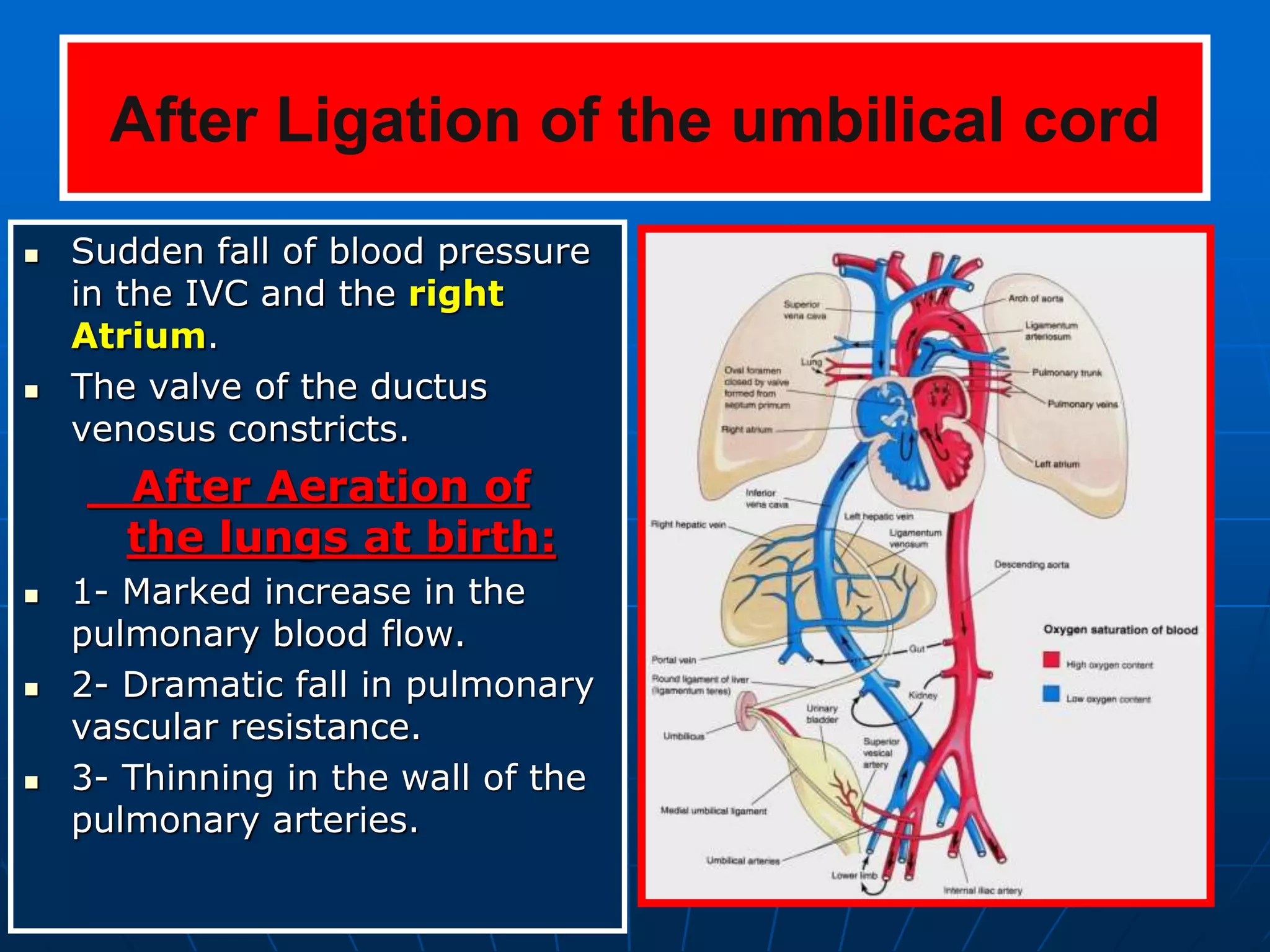 5) Fetal circulation.ppt