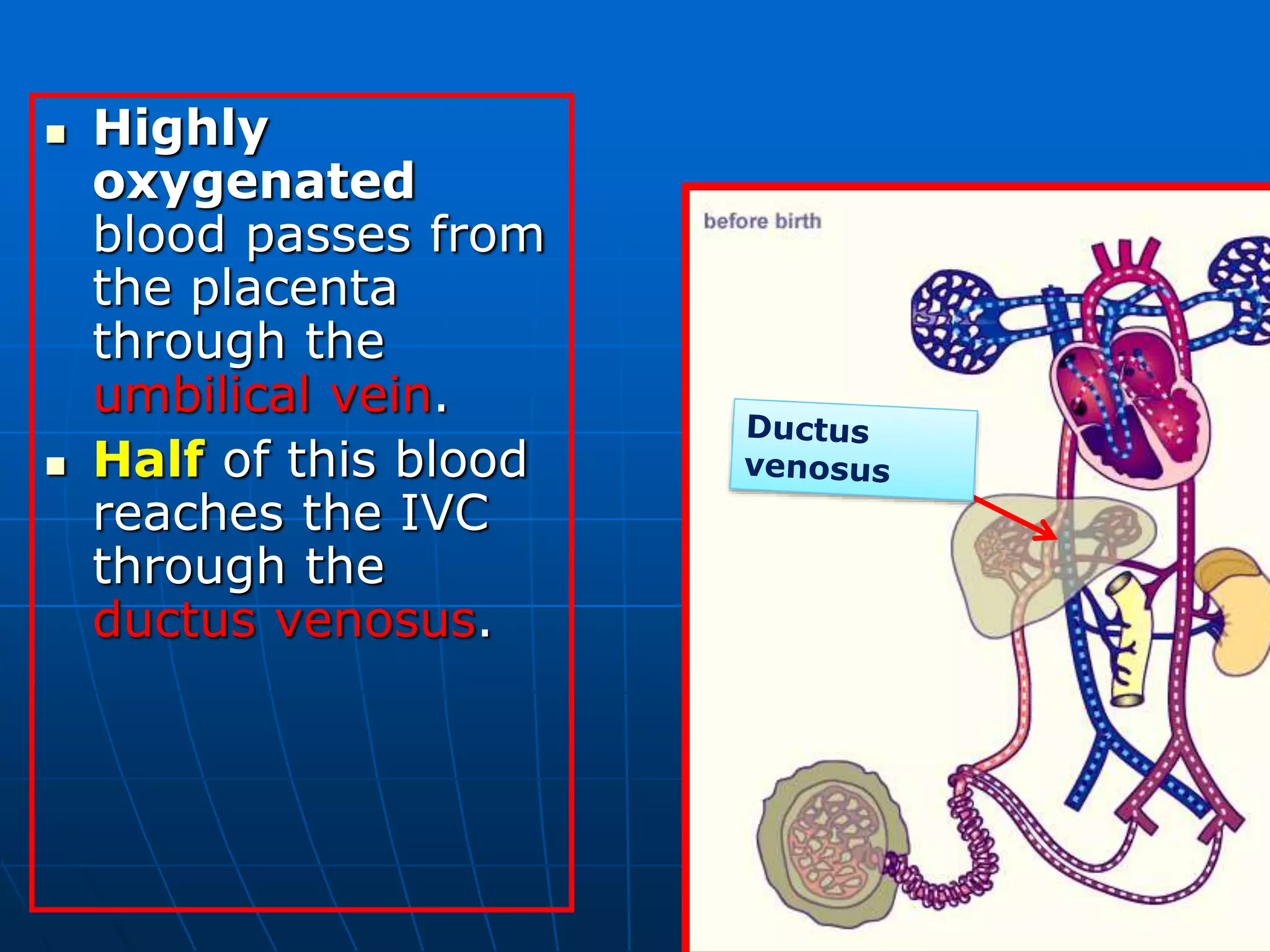 5) Fetal circulation.ppt